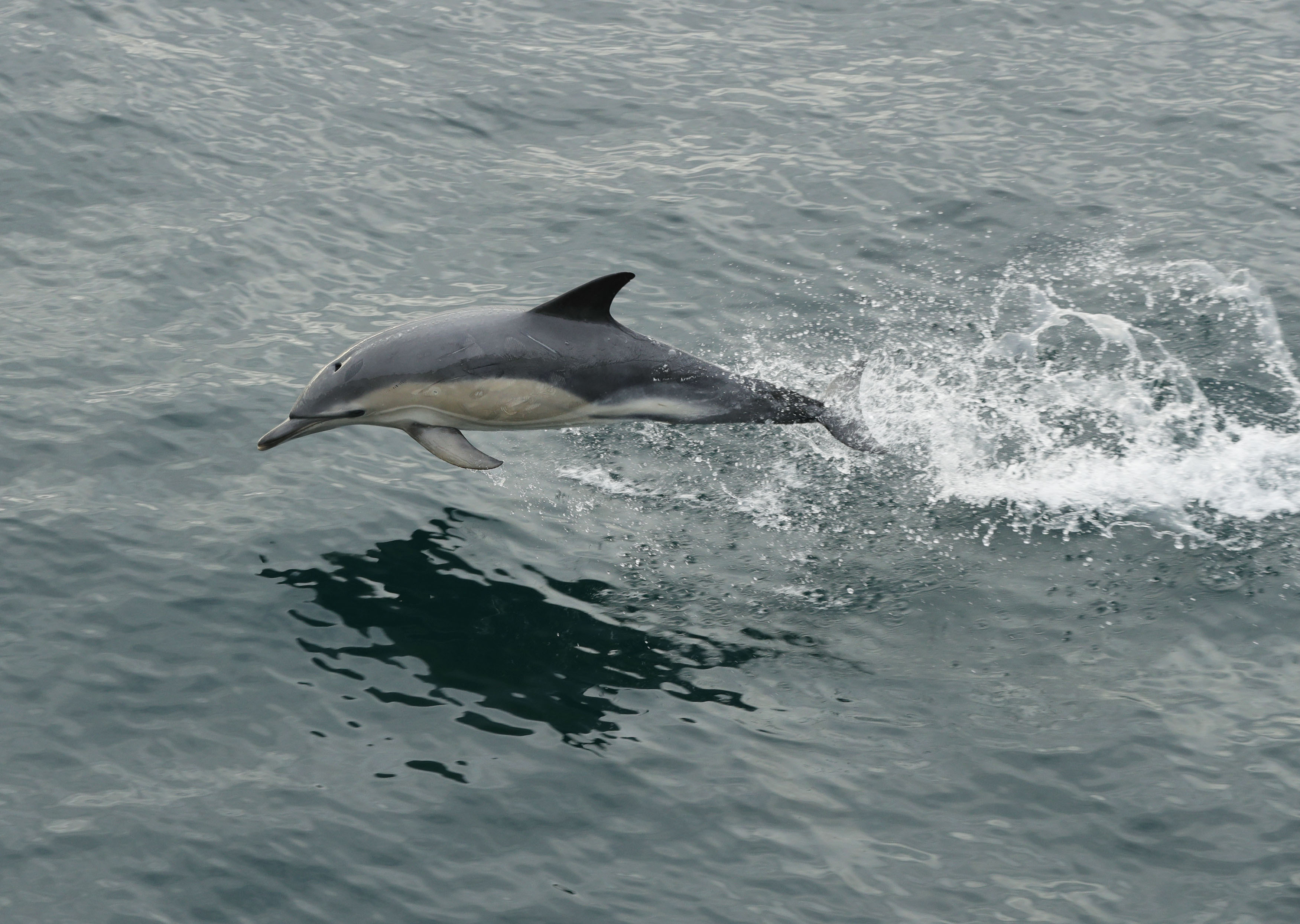 Dolphin sightings off the west coast hit a new high | News - Clyde 1