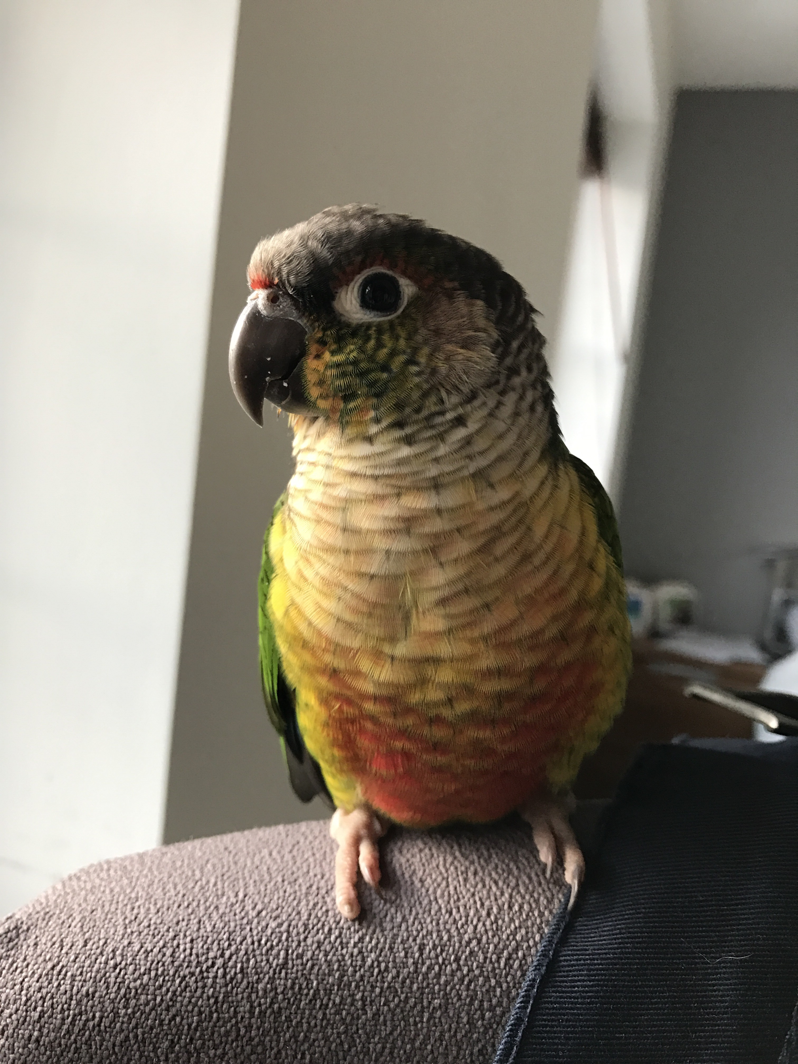 Parakeet flies into a Manchester school playground - and lands on ...