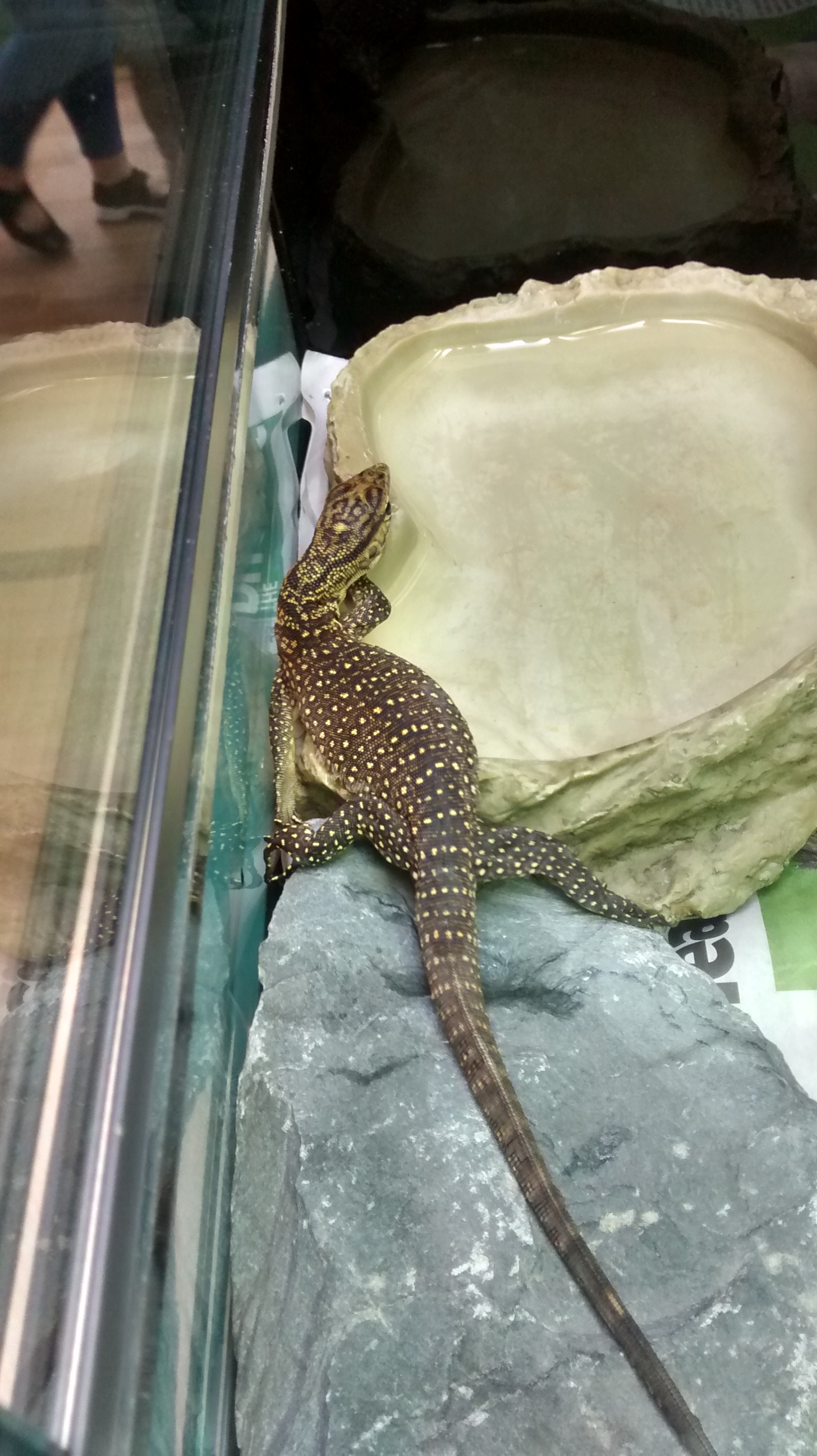 Holidaymaker's Lizard horror | News - Hits Radio (Manchester)