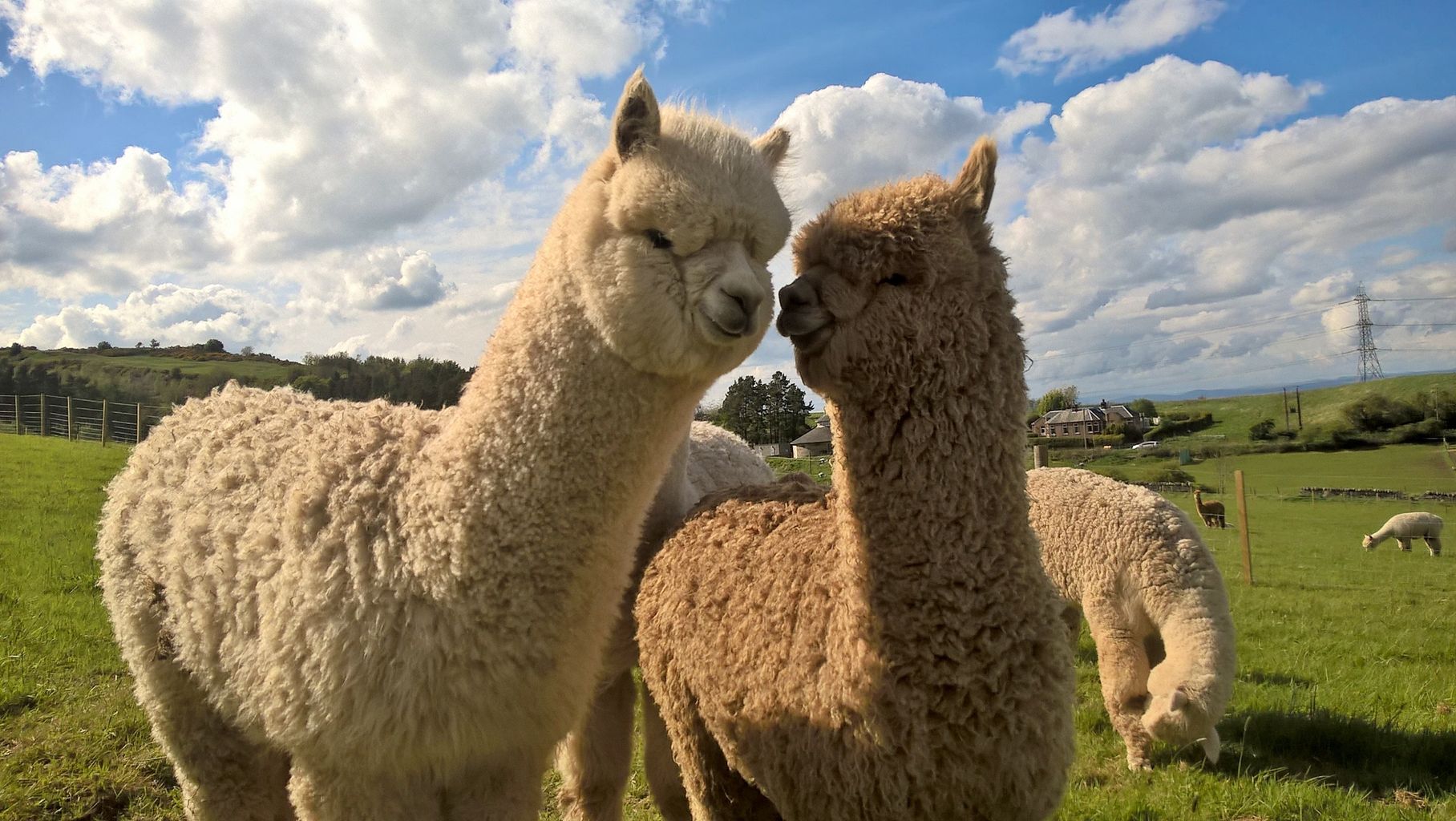 Scottish Alpaca Championship to take place in Lanark | News - Clyde 1