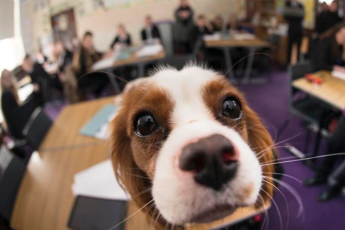 Torry Academy puppy receives "paws-itive" report card | News - Northsound 1