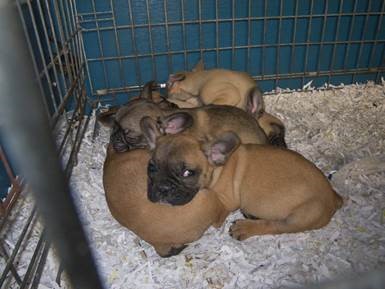 County Durham named puppy farming hotspot | News - undefined