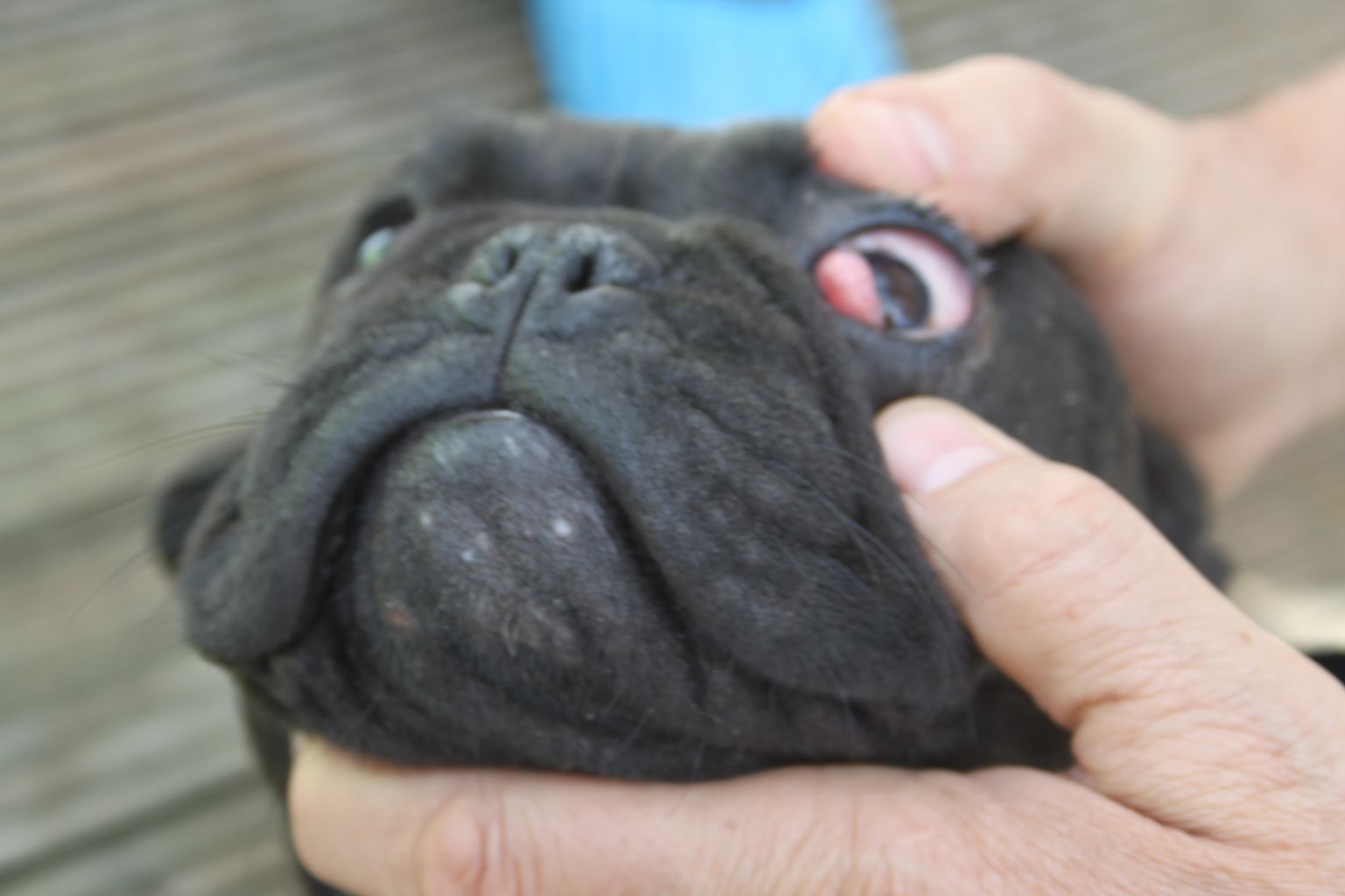 Airdrie man convicted for unlicensed selling of puppies | News - Clyde 1