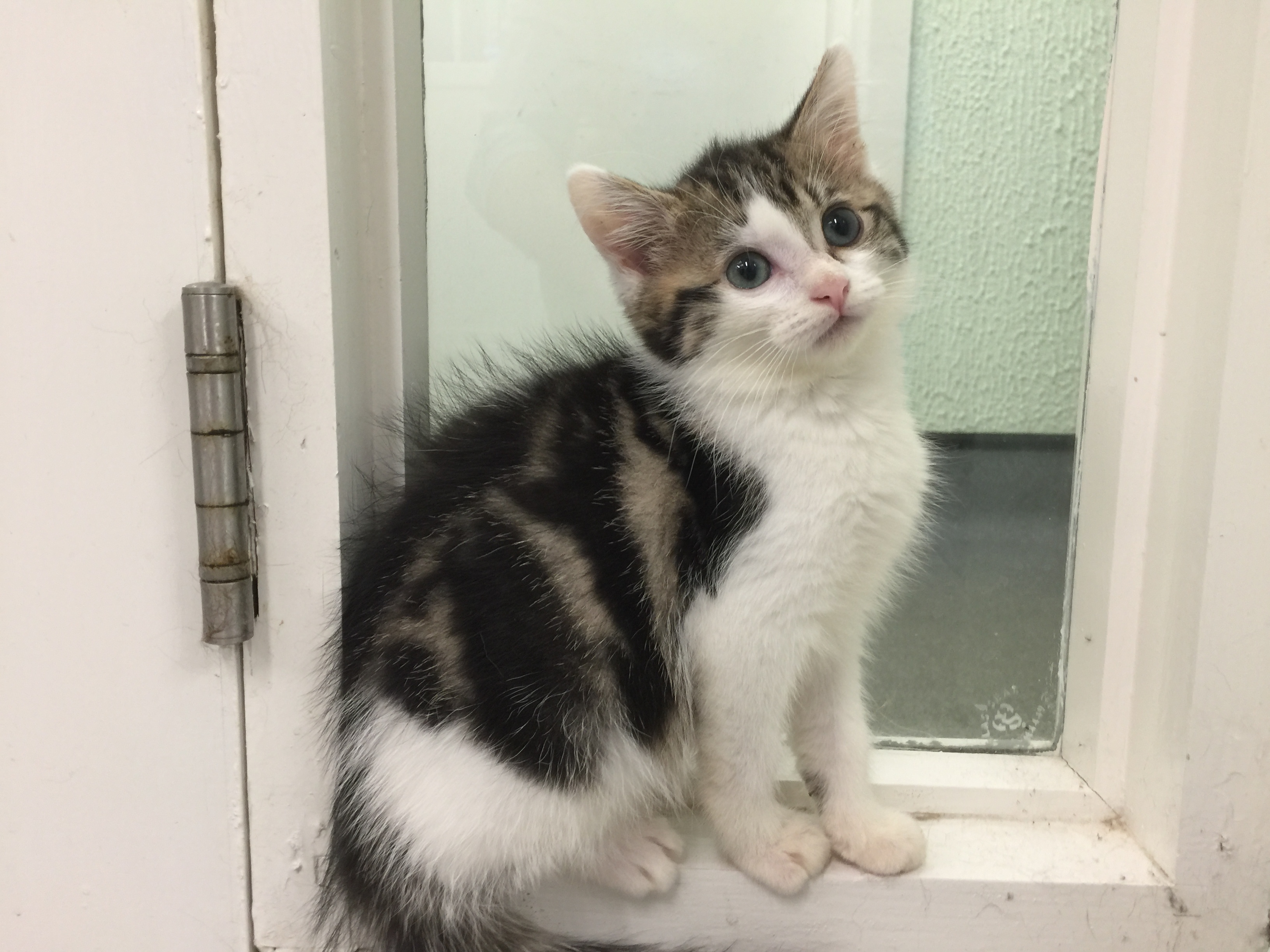 Over 40 Belfast kittens looking for new homes | News - Cool FM