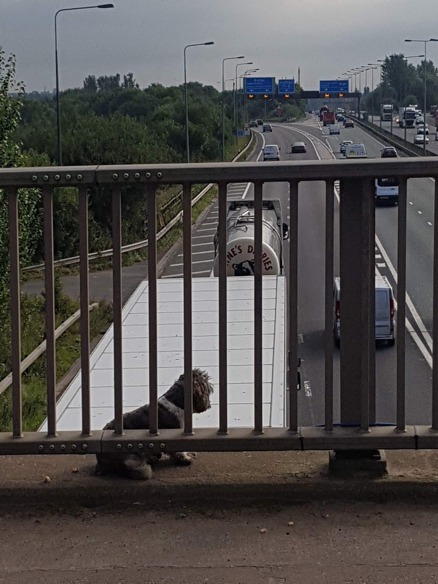 Dog narrowly escapes falling from motorway bridge near Eccles | News ...