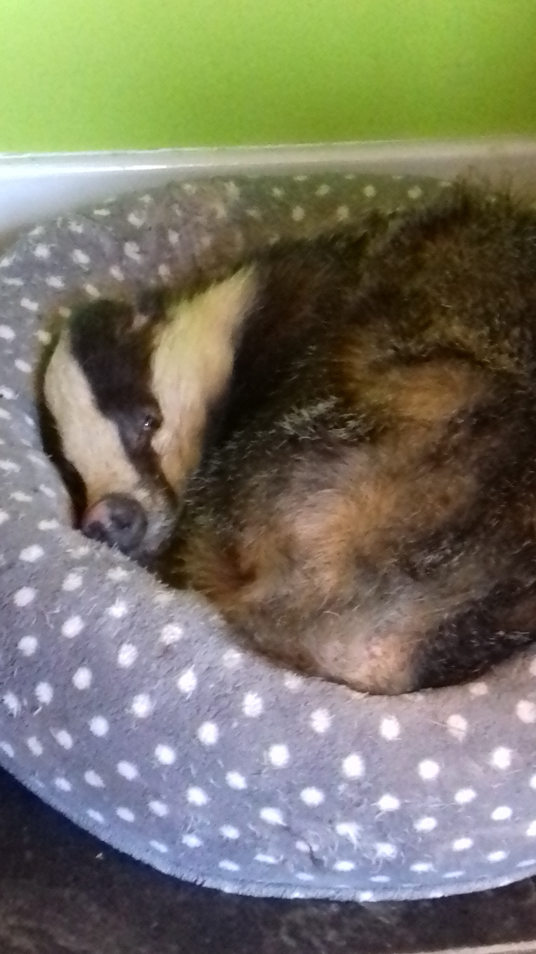 Bold badger found curled up in cat basket in Linlithgow house | News ...