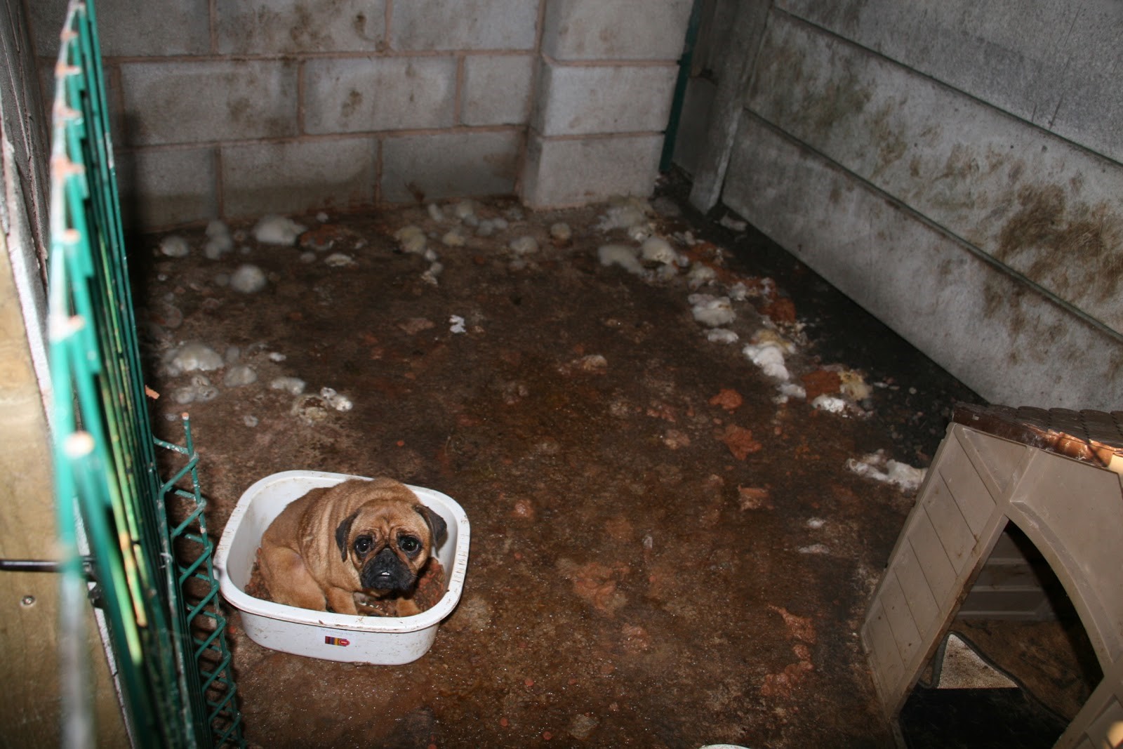 Bolton puppy seller jailed for keeping sick dogs in ‘inhumane ...