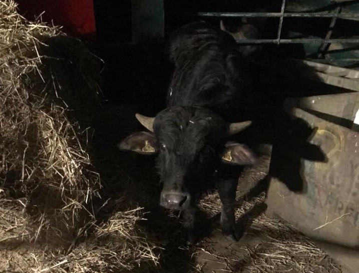 Buffalo Bert returns home to Fife | News - Forth 1