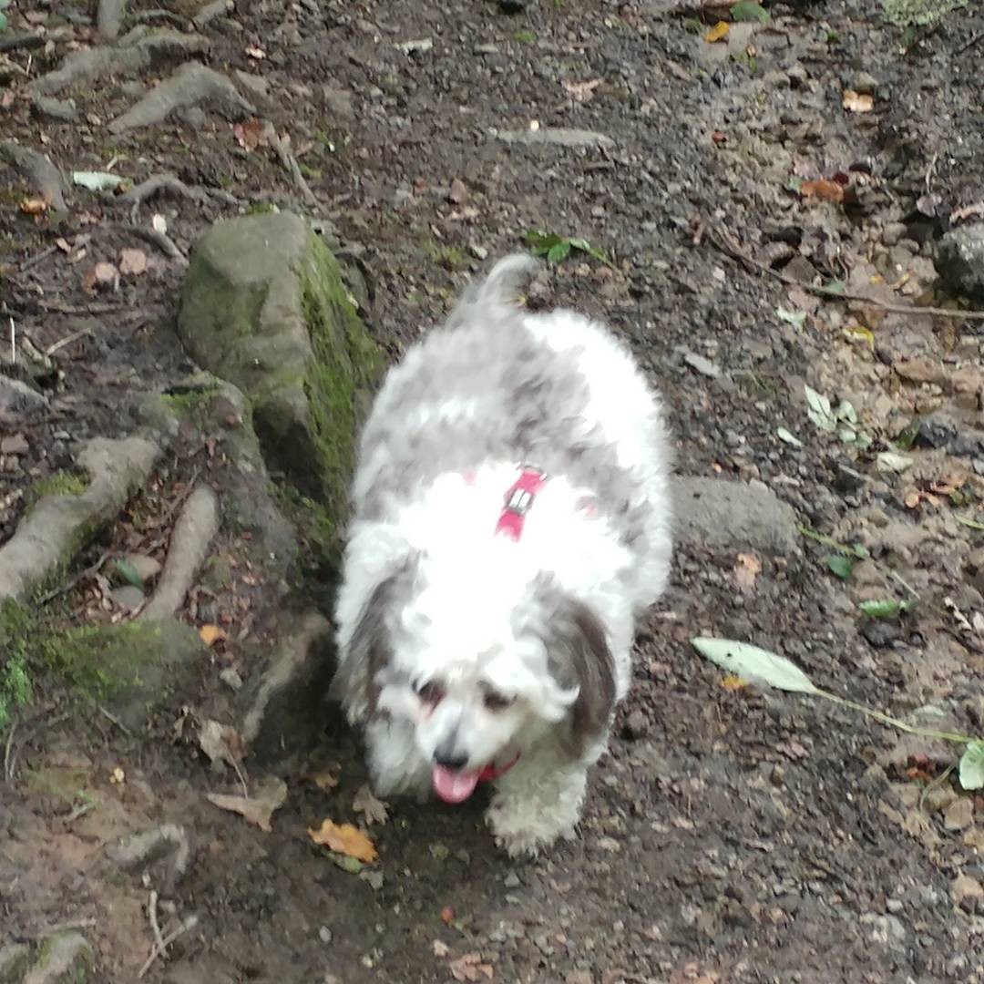 Chubby pets in Greater Manchester urged to take part in national ...