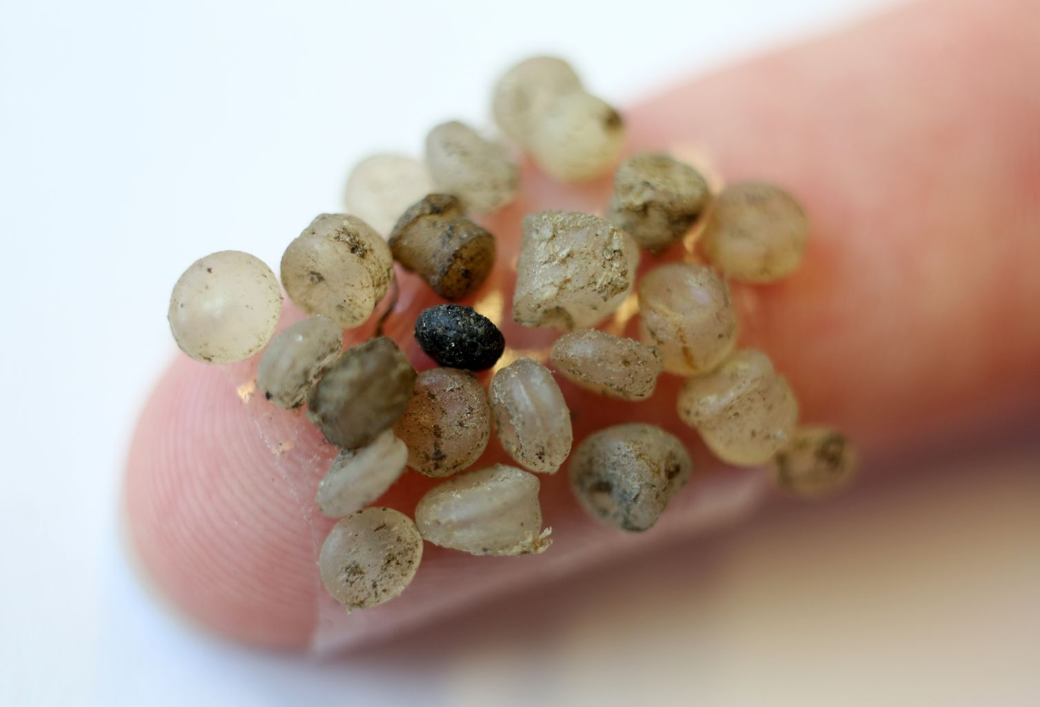 Tameside river has worst level of microplastic pollution in the world ...