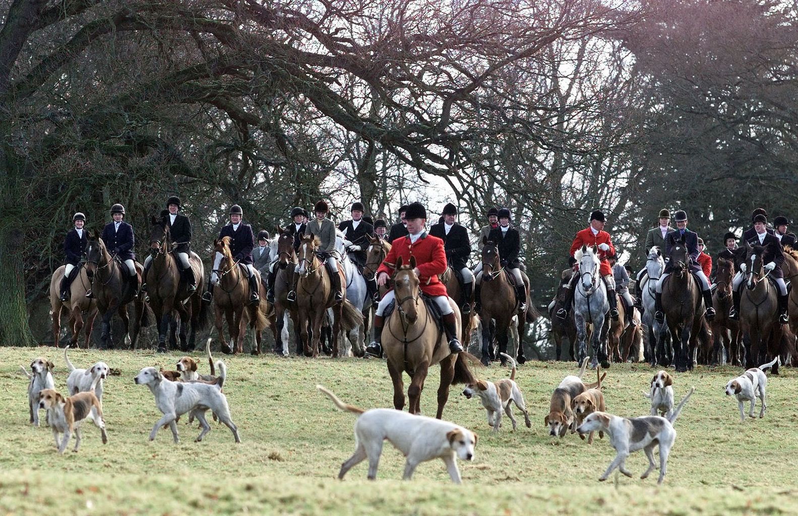Campaigners call for full fox hunting ban in Scotland | News - Forth 1