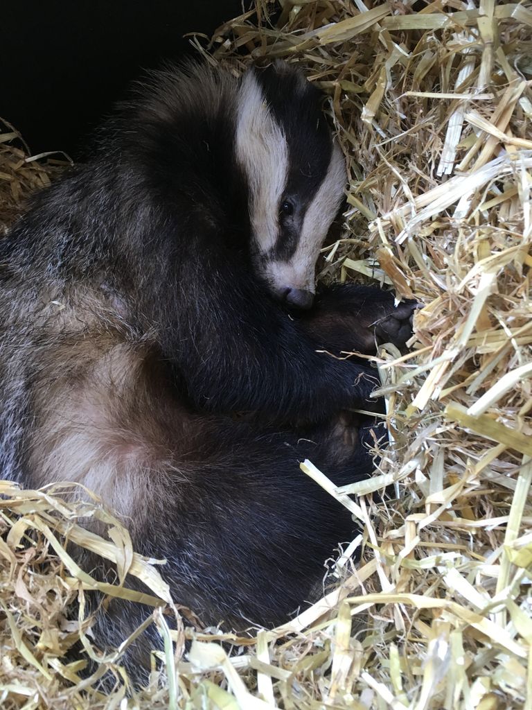 Badger rescued from snare trap in Stockport | News - Hits Radio ...