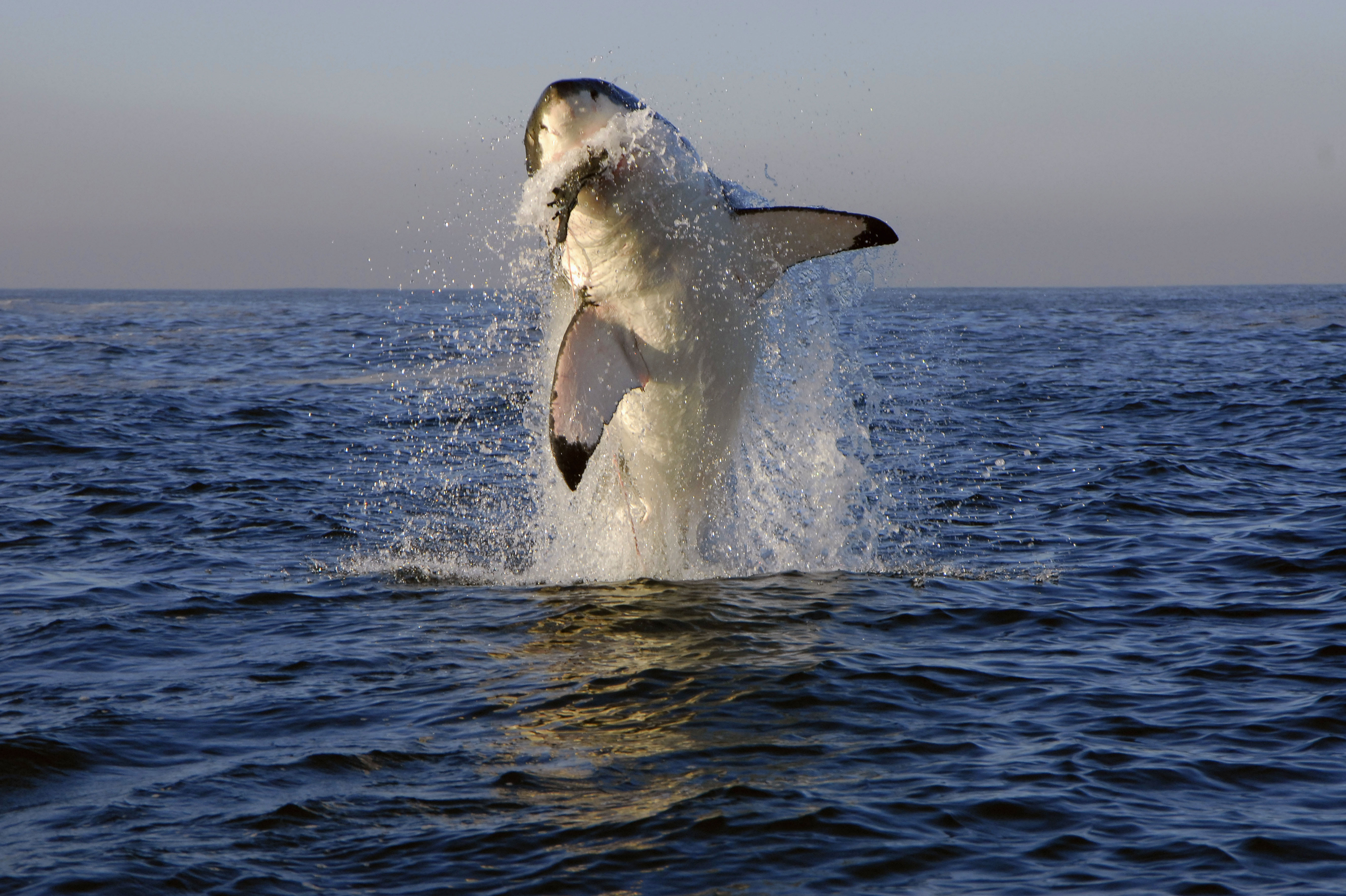 New shark species could be heading for UK waters | News - Wave 105