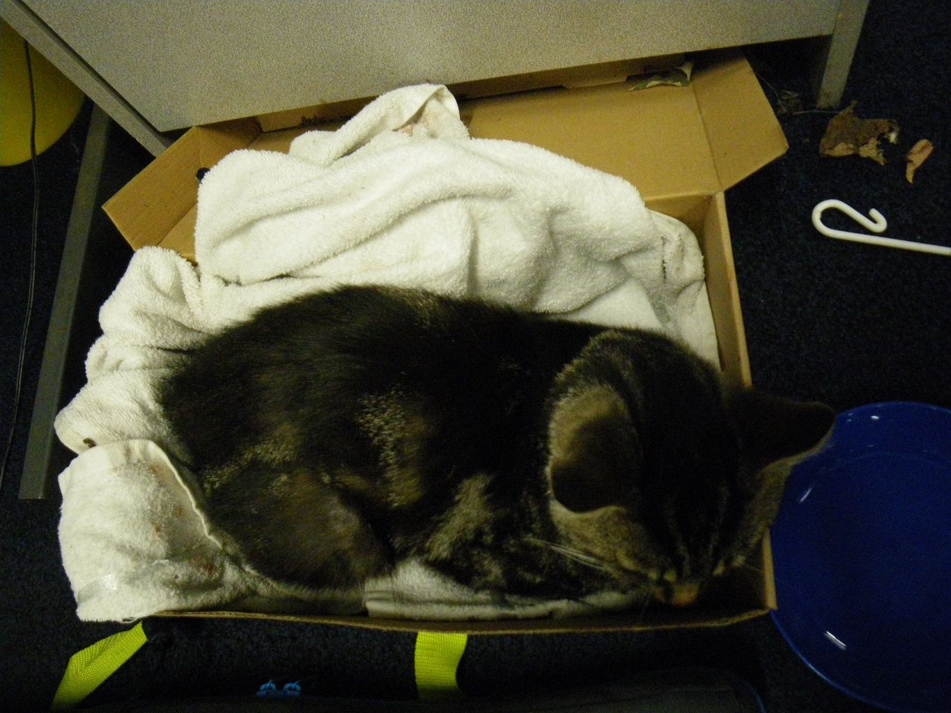 RSPCA investigate cat dumped in Leeds with broken jaw | News - undefined