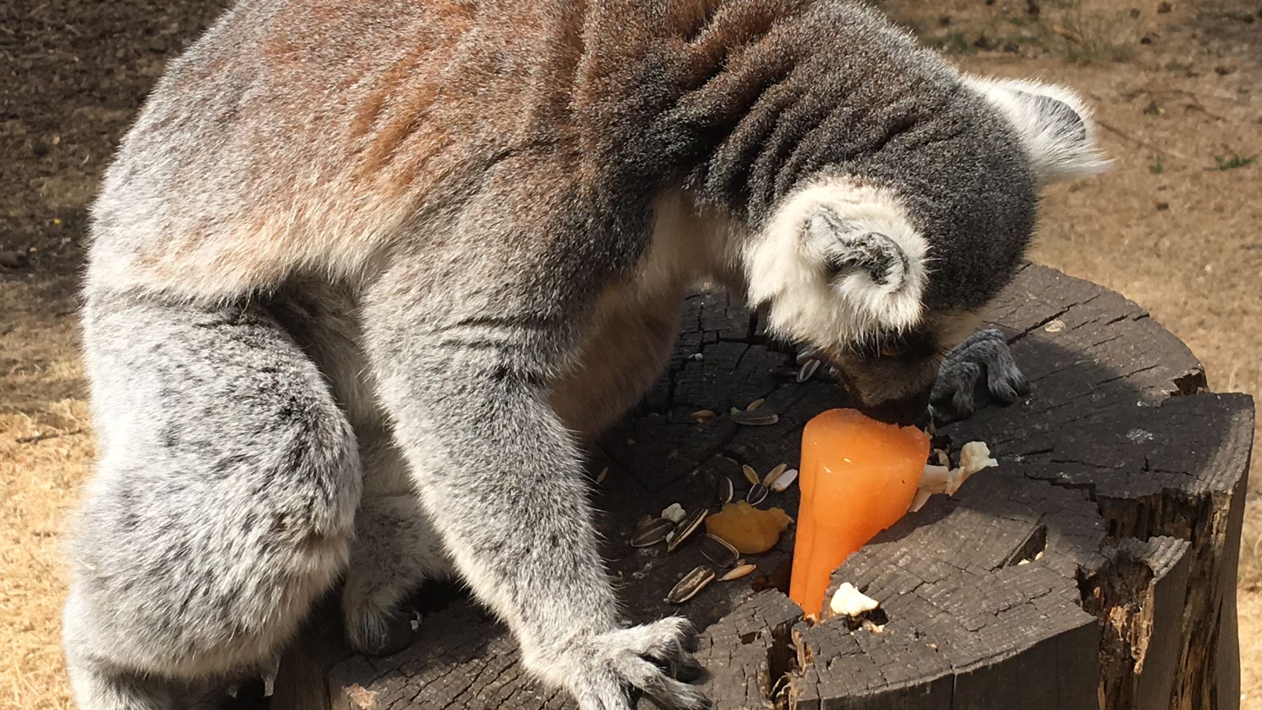 WATCH: How South Yorkshire's zoo is keeping animals cool in the ...
