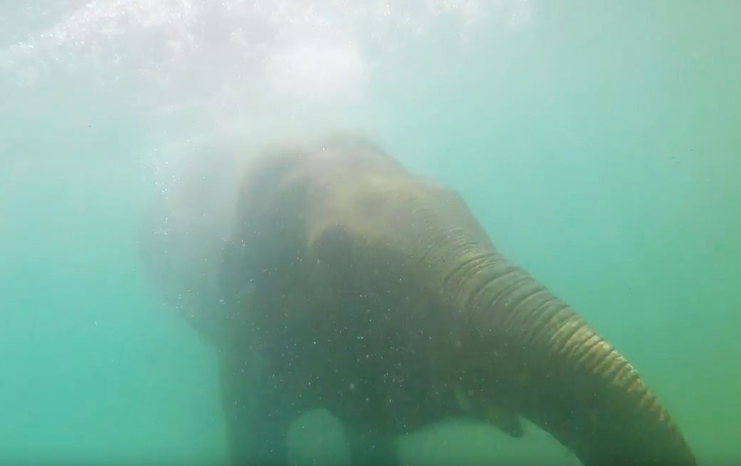 WATCH: Forget skinny dipping... Blackpool Zoo's latest residents are ...