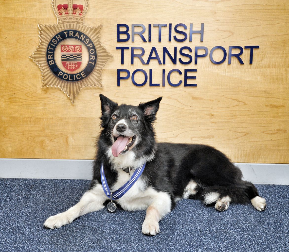 First police dog on the scene of Arena attack to be honoured | News ...