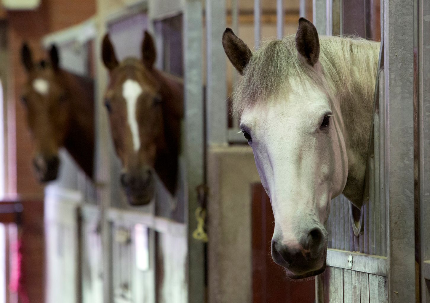 GMP recruit four legged crime fighting friends for mounted unit | News ...