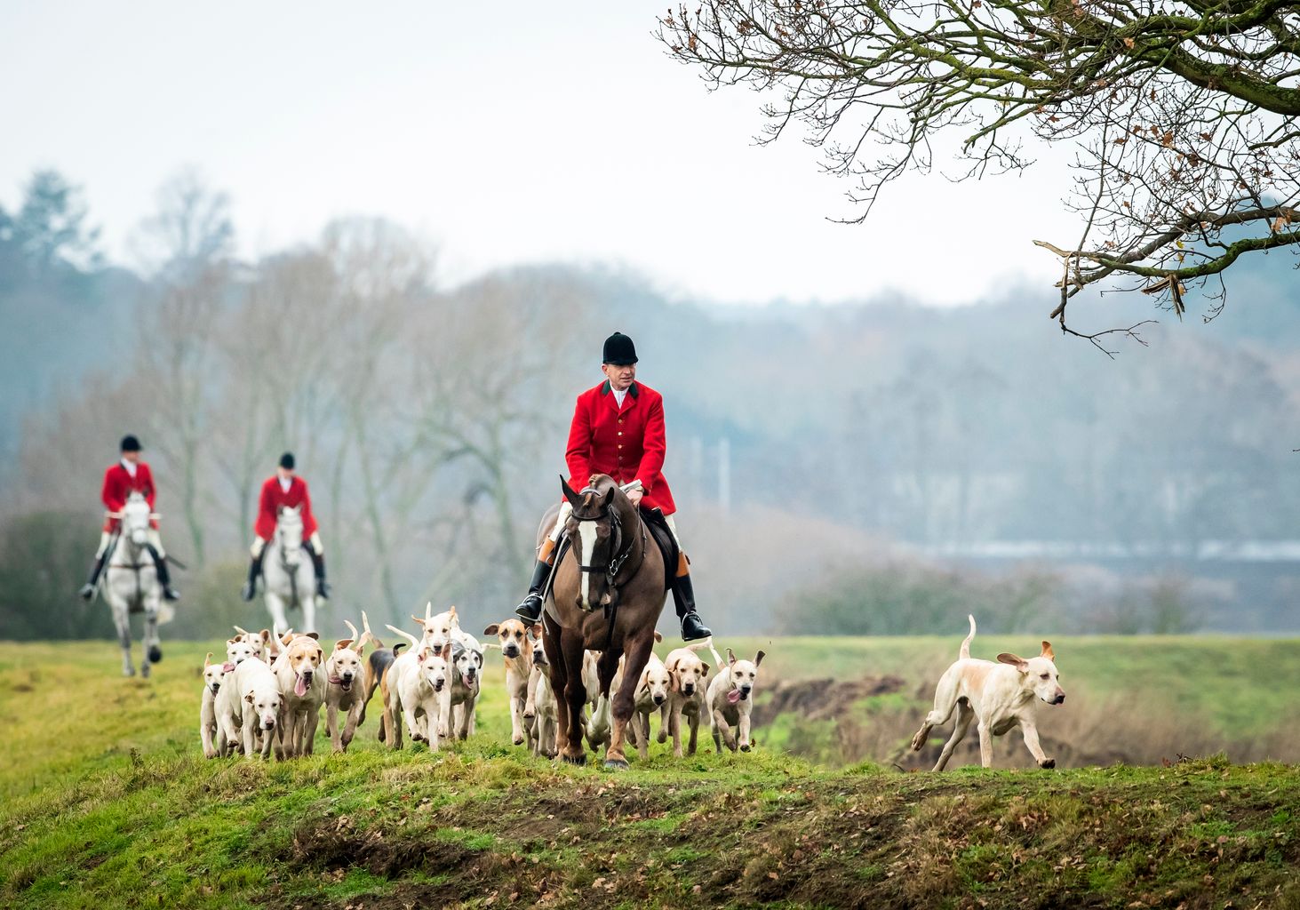 New law planned to tackle 'potential loopholes' in fox hunting ban ...