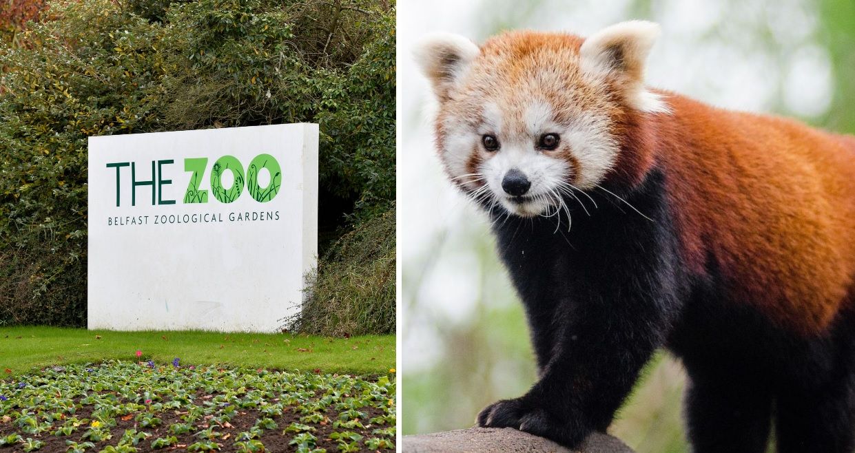 Endangered red panda missing from Belfast Zoo 'located and returned to ...