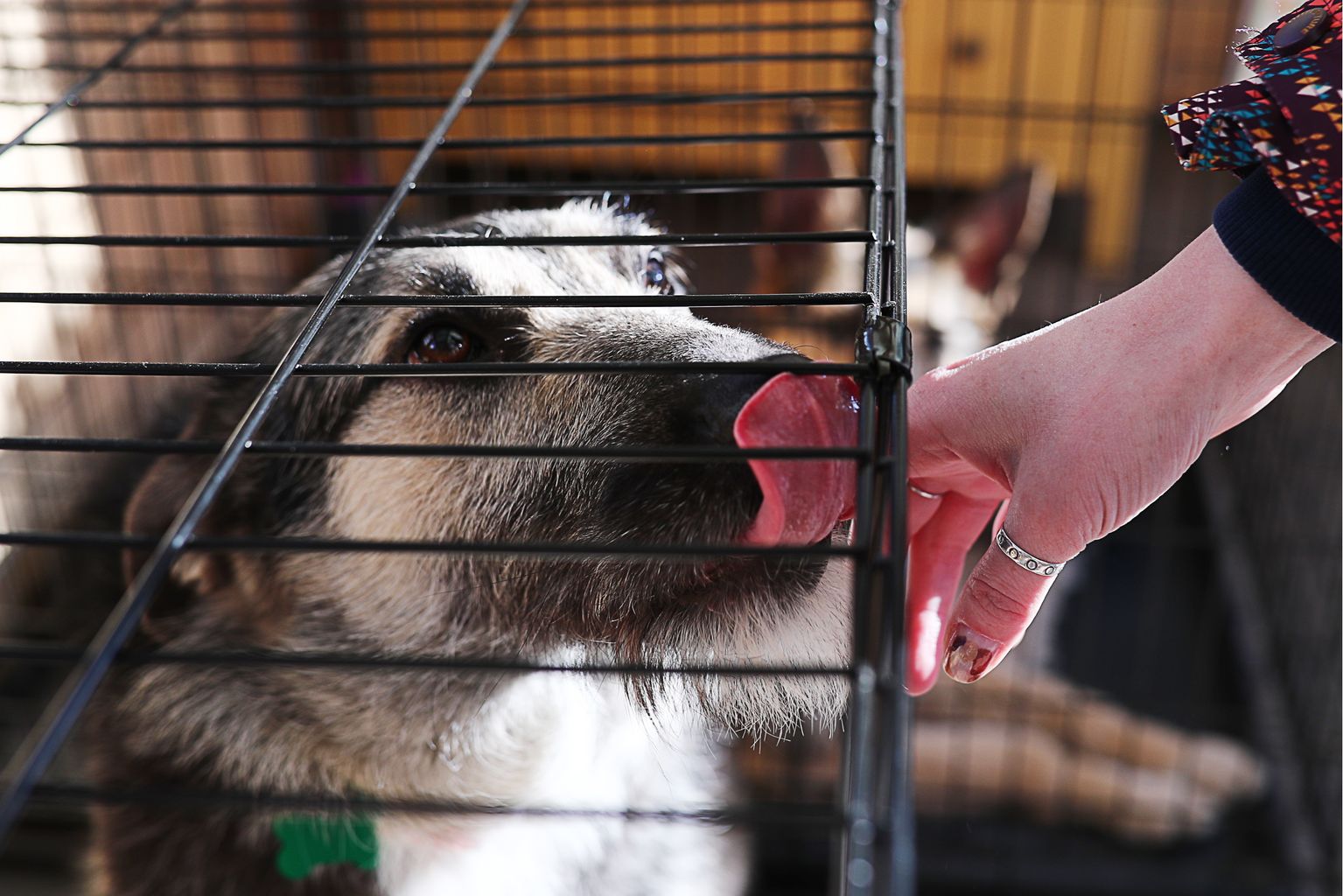 Owners warned treating pets like humans could be life threatening ...