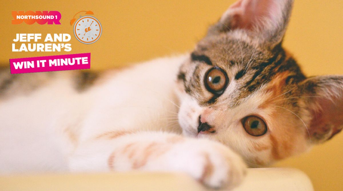 Win it Minute: If a cat has 9 lives, how many lives do 11 cats have in ...