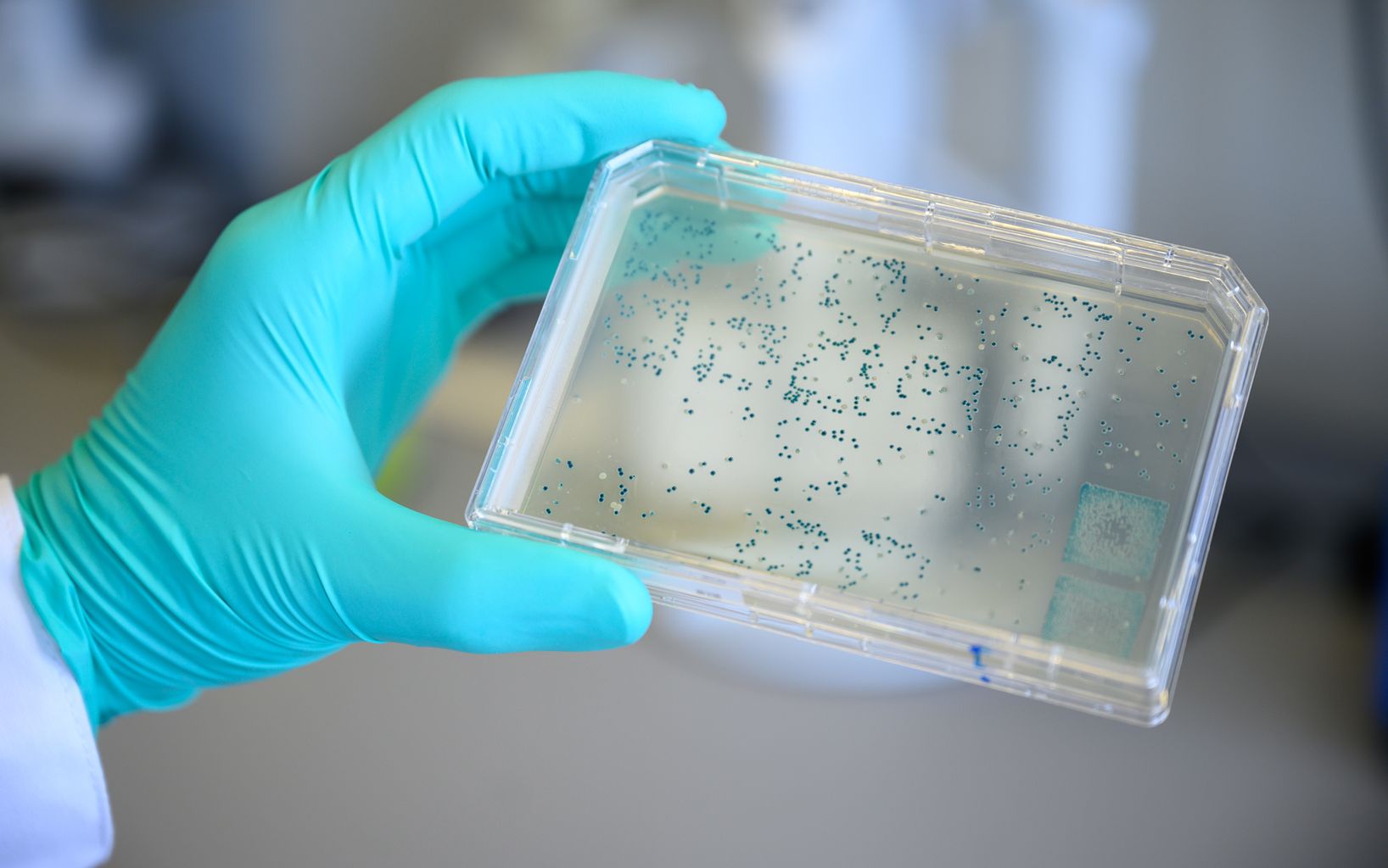 Virus behind COVID-19 has not mutated into different types say ...