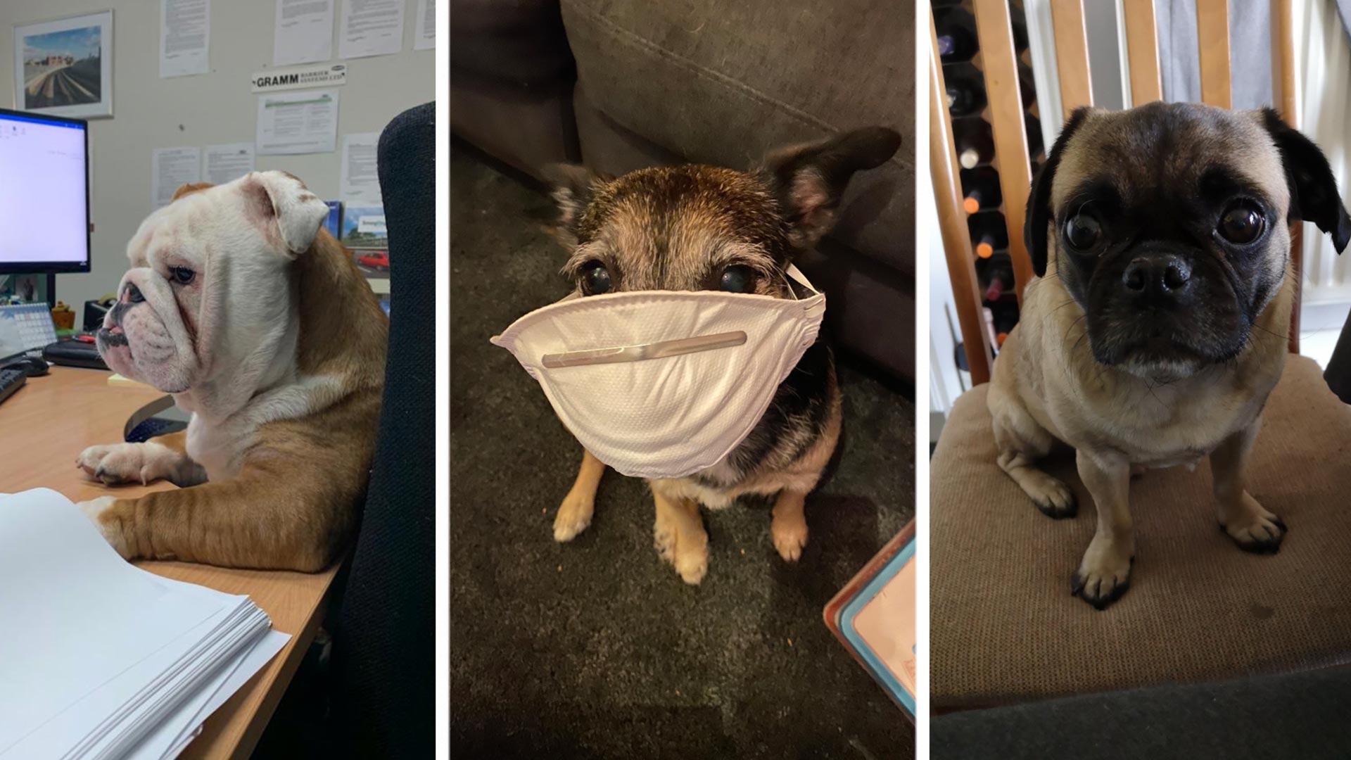 Magic listeners share their furry work from home buddies! | Humour ...