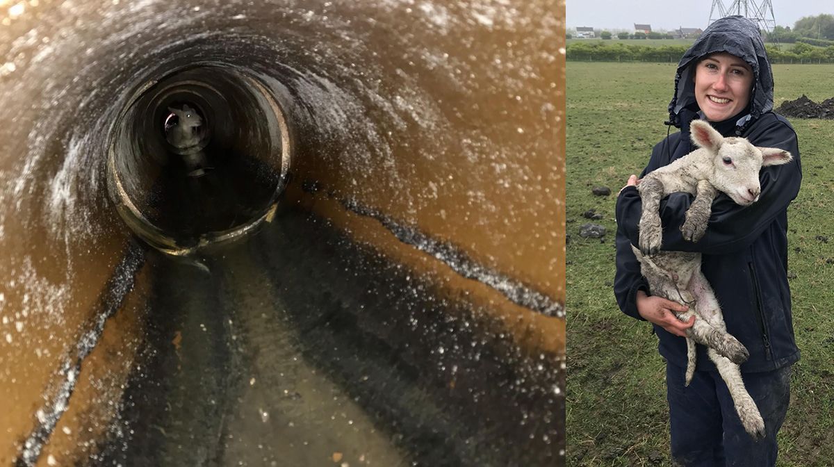 Lamb feeling sheepish after fall down drain in Durham | News - undefined
