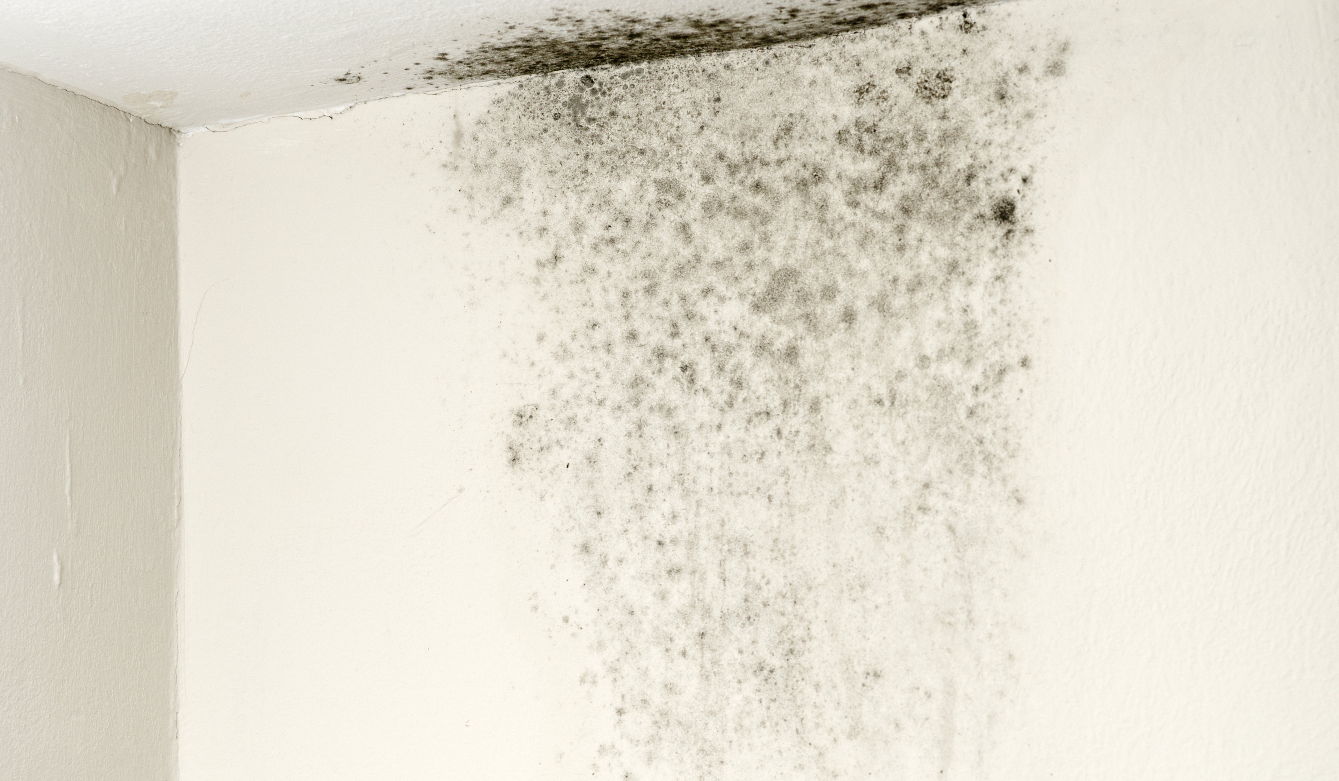 Mouldy houses in Cambridgeshire & Peterborough to be identified in new ...