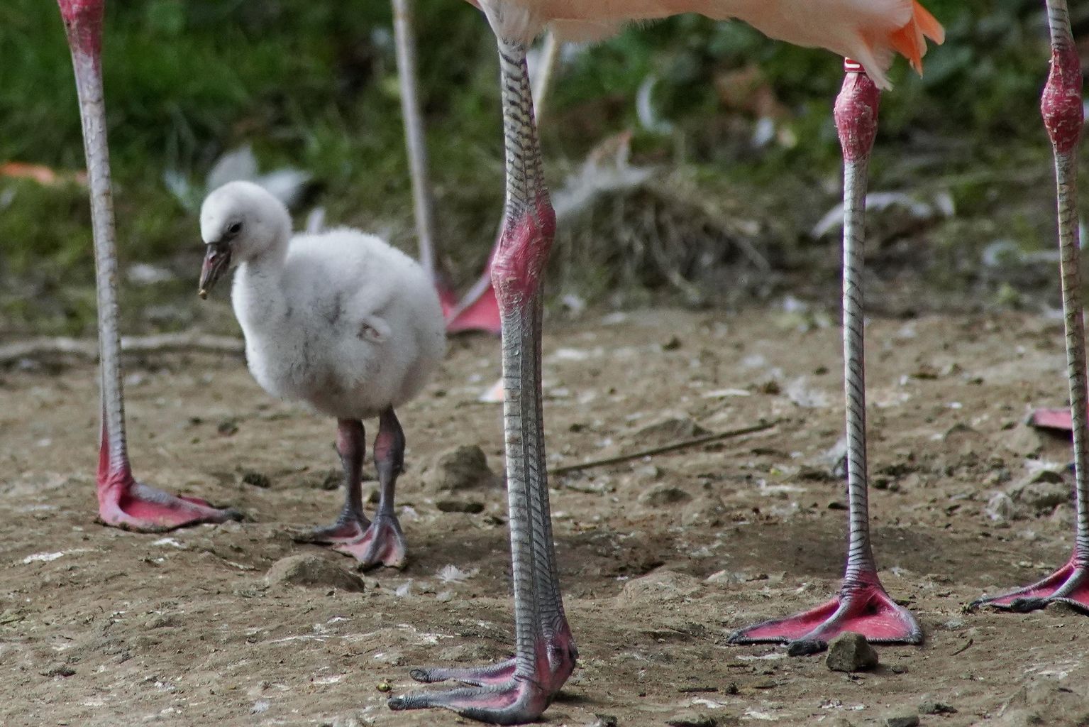 Baby boom amongst Longleat's flamingo flock | News - Greatest Hits ...