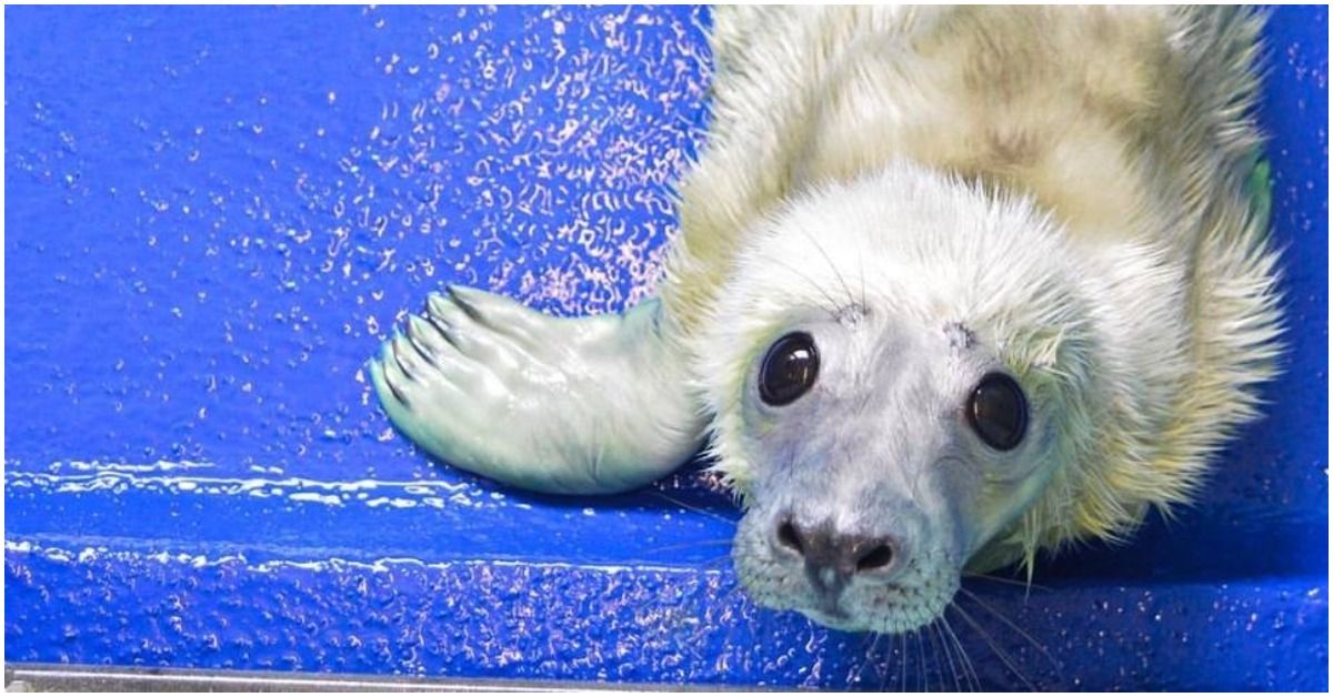 New campaign to help protect injured seal pups in Cornwall this winter ...