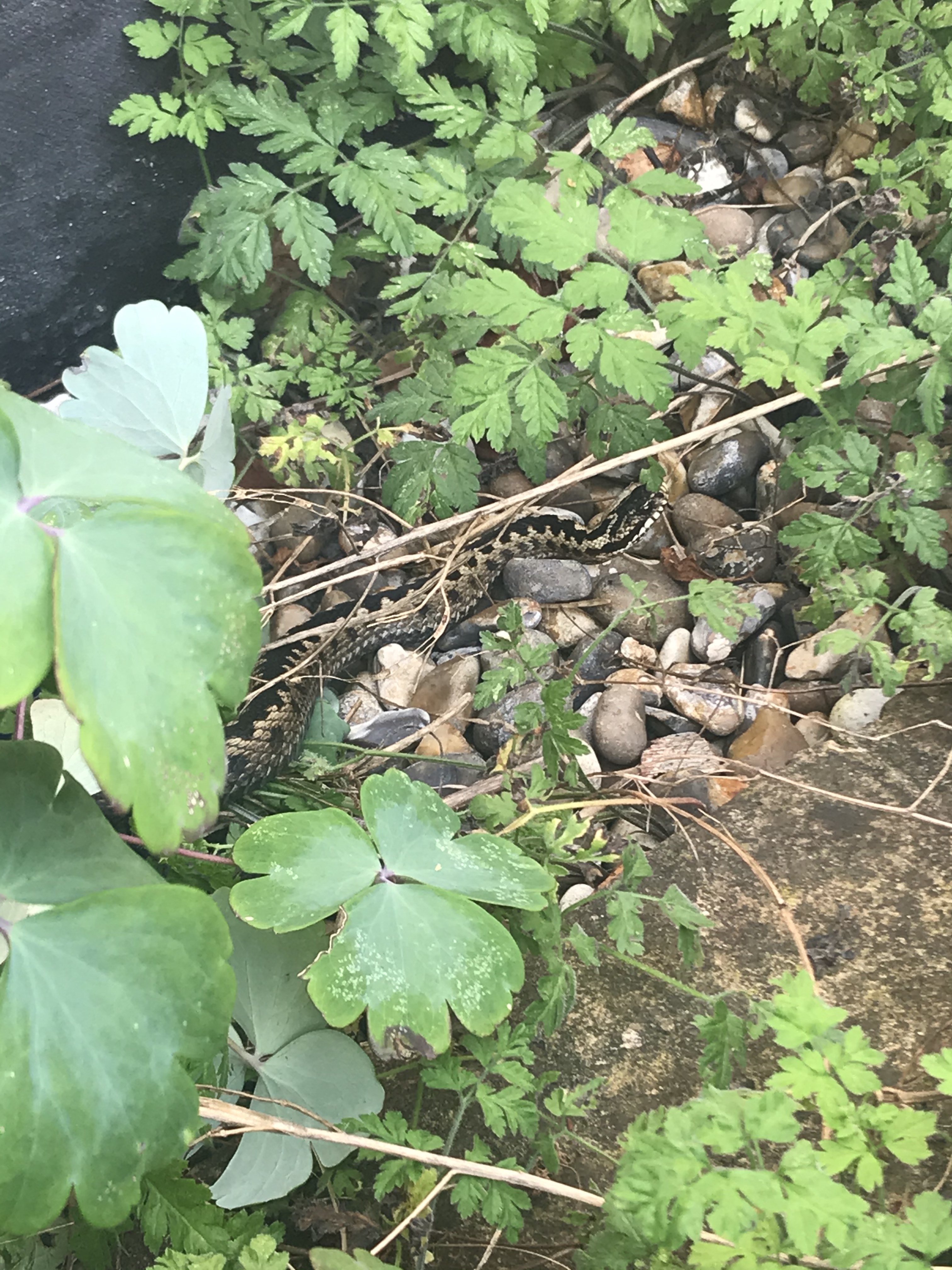 RSPCA rescues venomous snake from garden in Suffolk