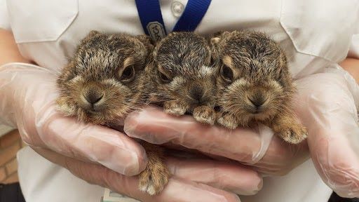 Three orphaned leverets have been rescued from Suffolk