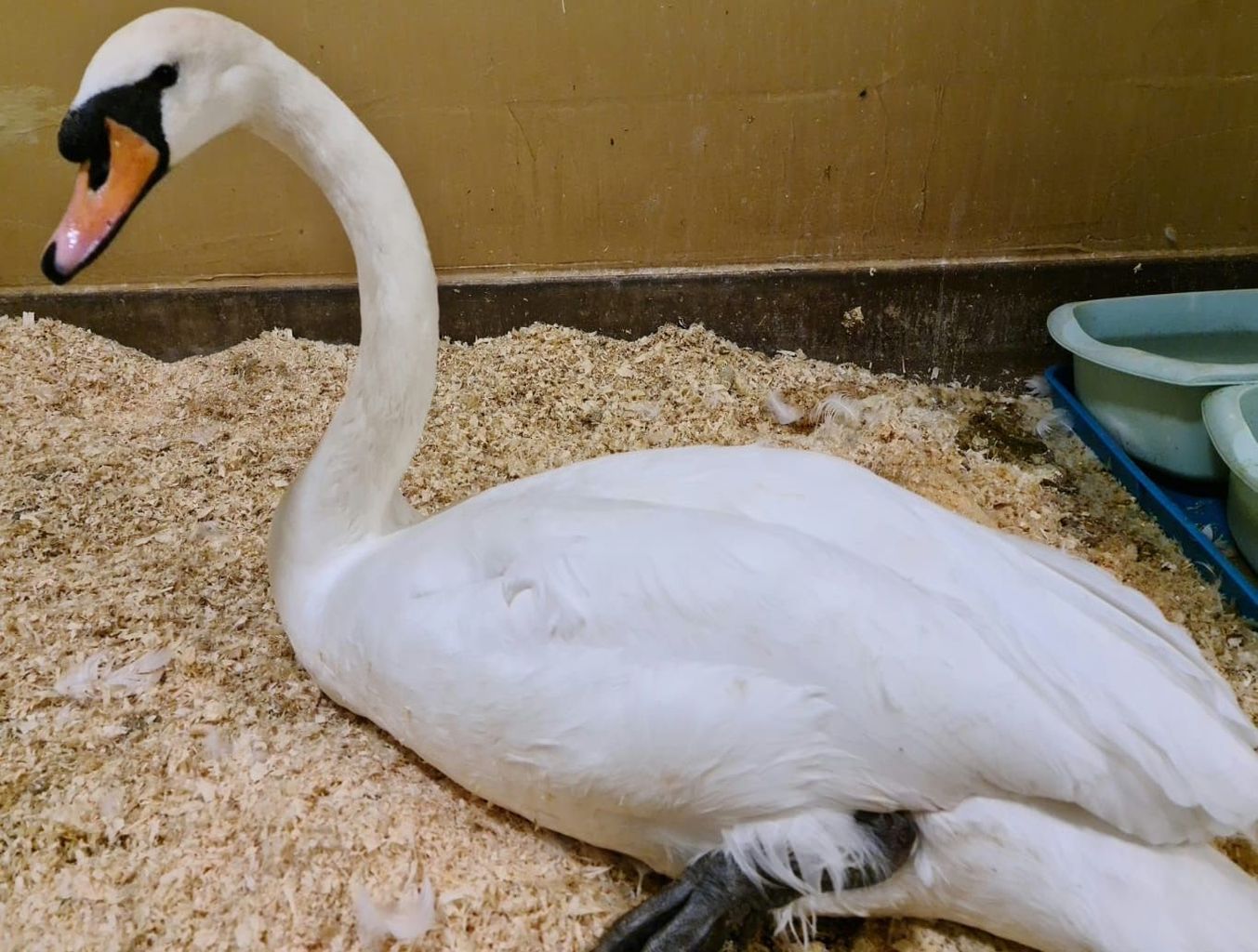 Swan injured by discarded fishing hooks (contains graphic photos ...