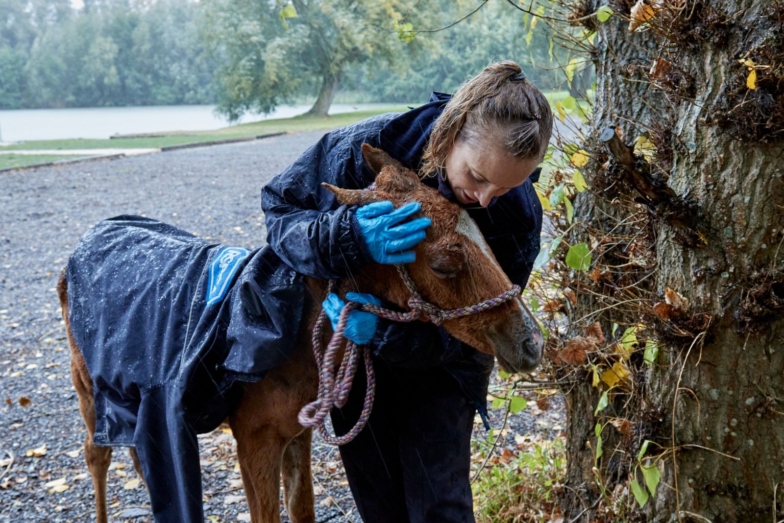 RSPCA dealt with 200 incidents involving horses during lockdown in ...