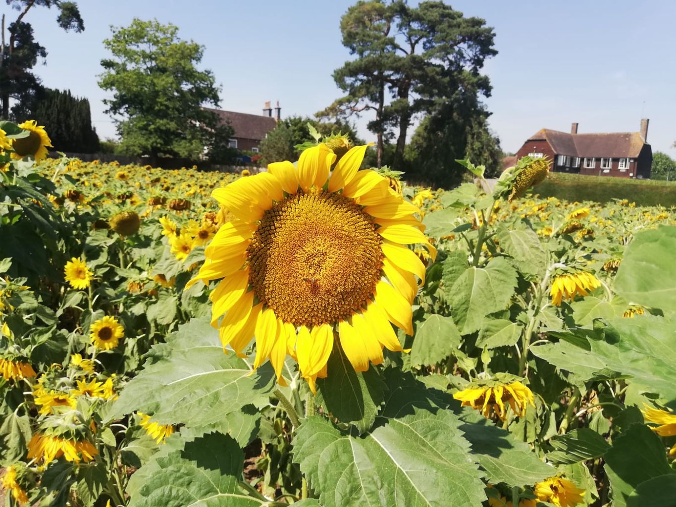 Sunflower maze raises hundreds for Stars Appeal | News - Greatest Hits ...