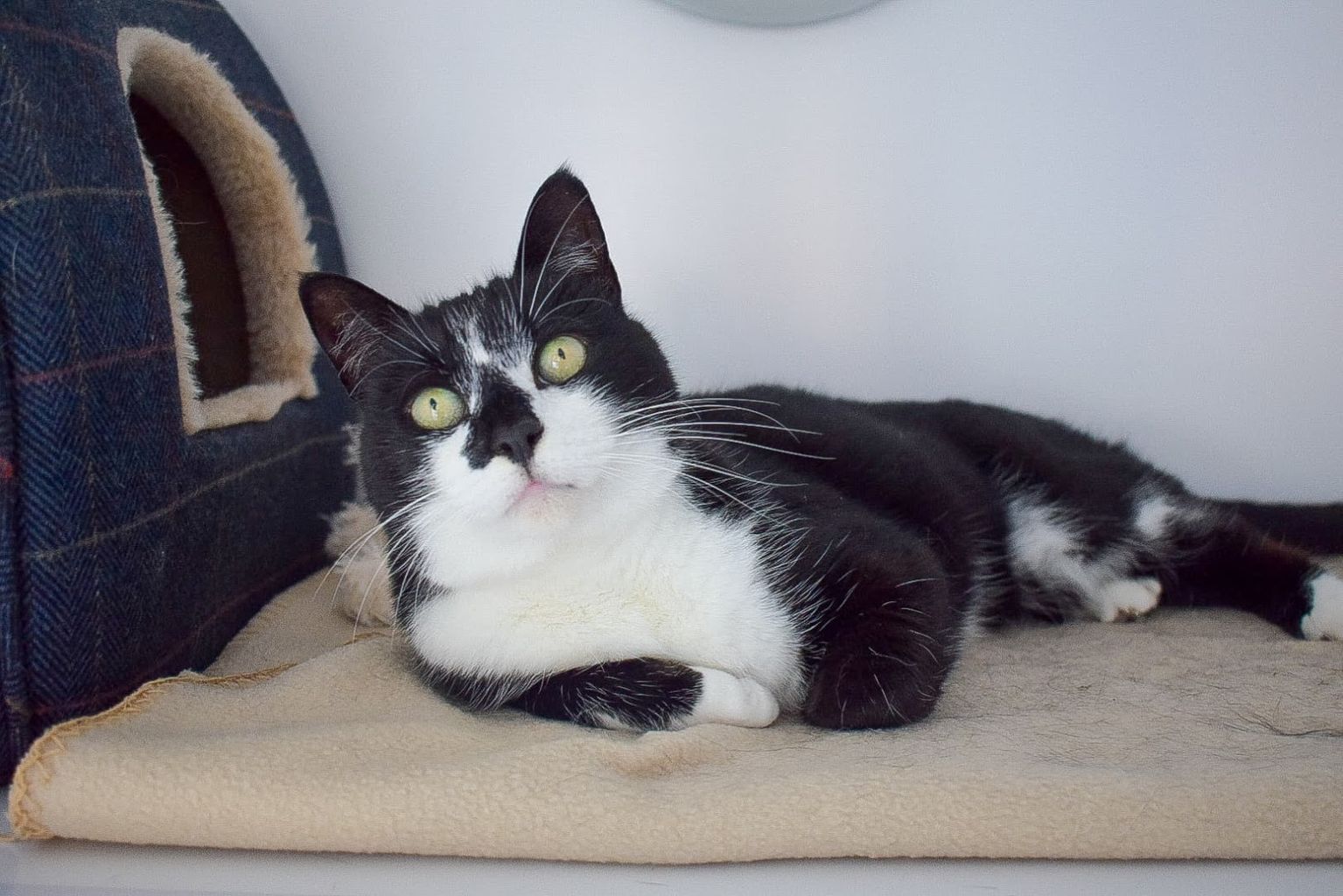 RSPCA concerned more cats will need care in Hampshire and Wiltshire ...