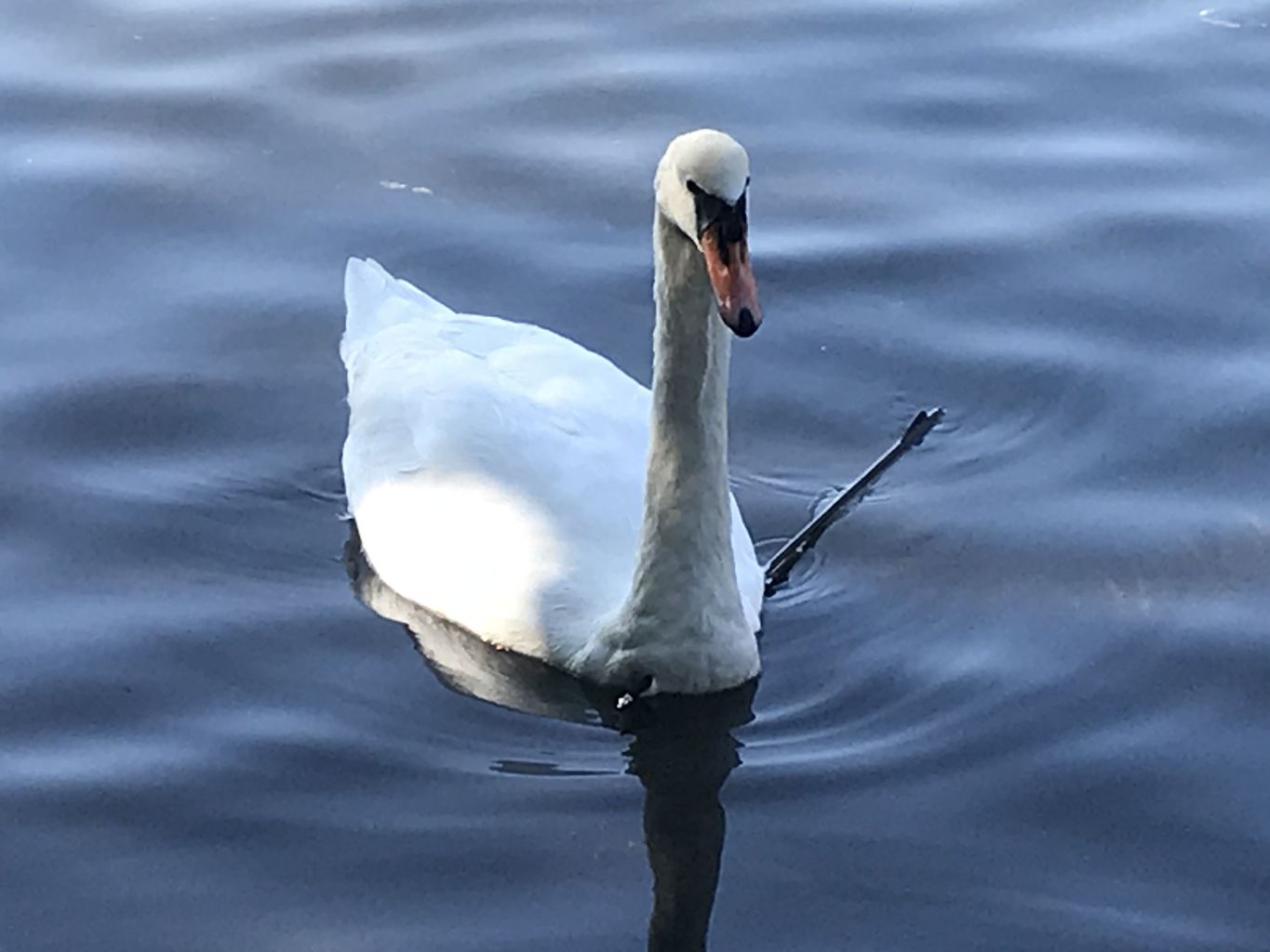 A swan which survived being shot by an arrow has been released back ...