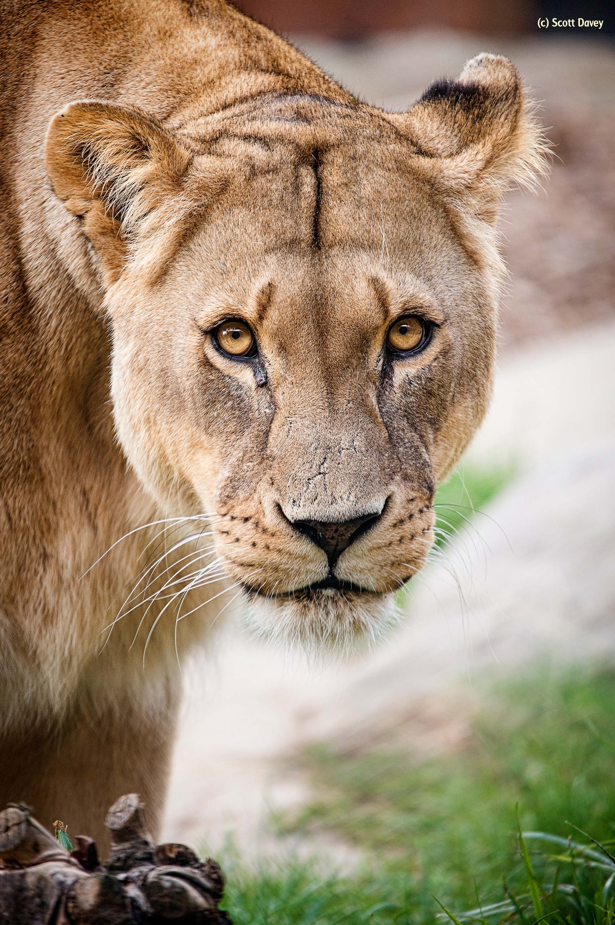 Colchester Zoo mourns death of Lioness