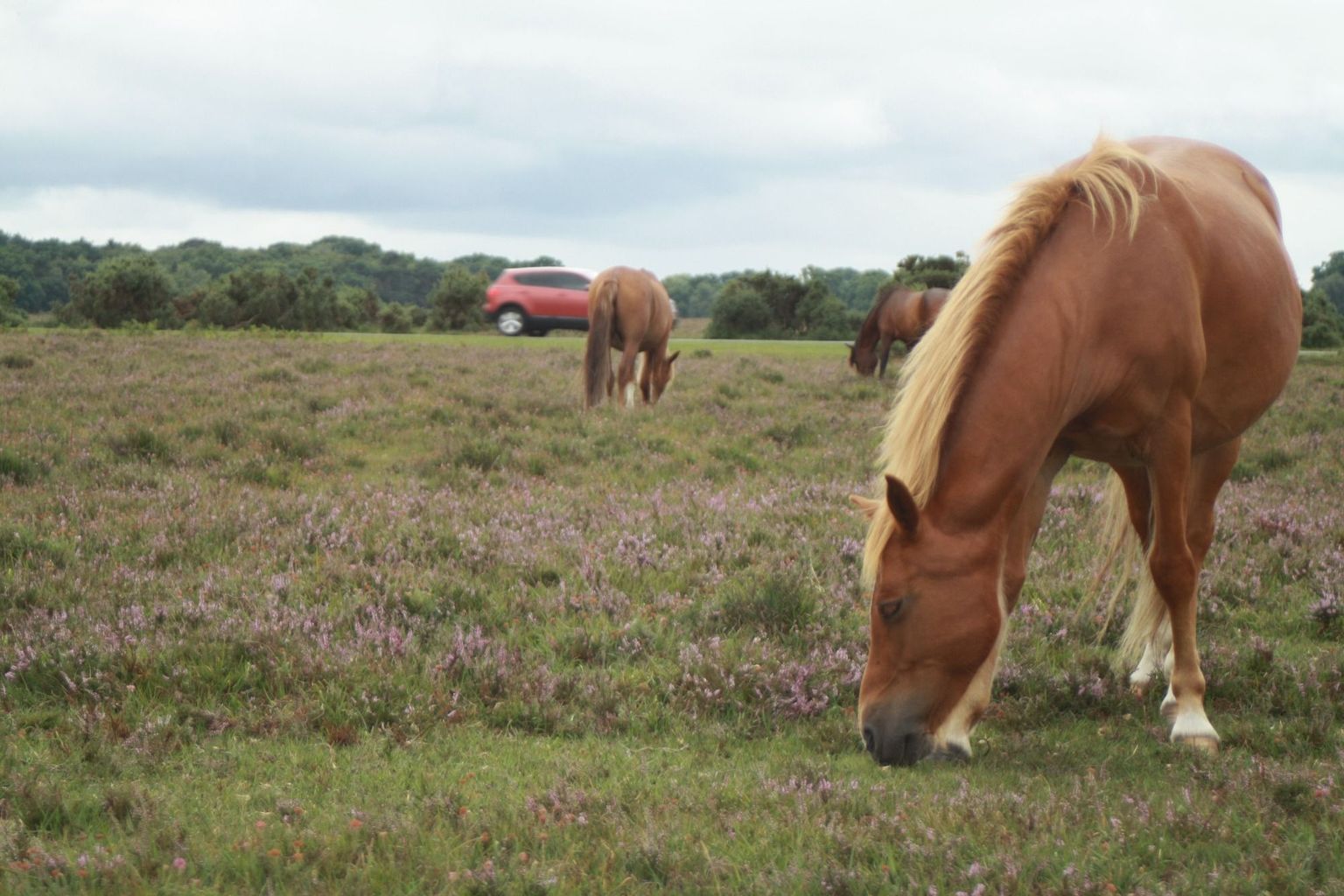 Caution urged on New Forest roads as animal collisions rise