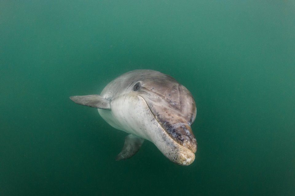 Weymouth's Danny the dolphin hit by a ship, post mortem confirms | News ...