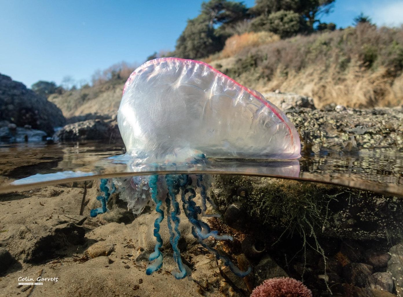 Sea creatures with a painful sting wash up on Dorset's beaches | News ...