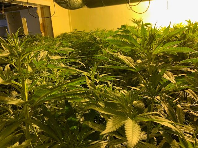 160 cannabis plants discovered by police at a property near Gloucester ...
