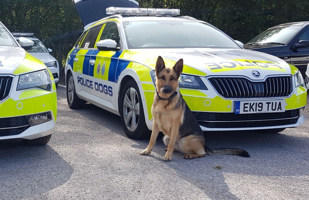 Police dog gets 'round of a-paws' after helping officers with several ...