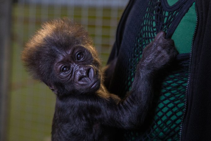 Baby gorilla born at Bristol Zoo named Hasani in public vote | News ...
