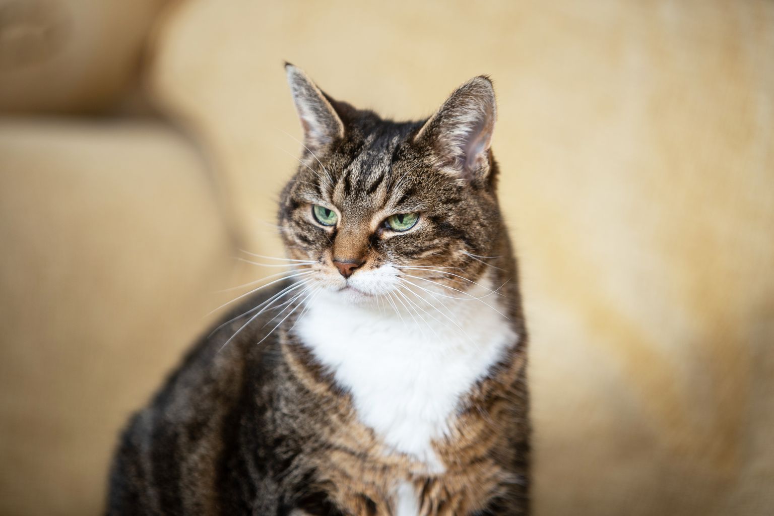 King's Lynn cat is 'Miss April' | News - Greatest Hits Radio (West Norfolk)