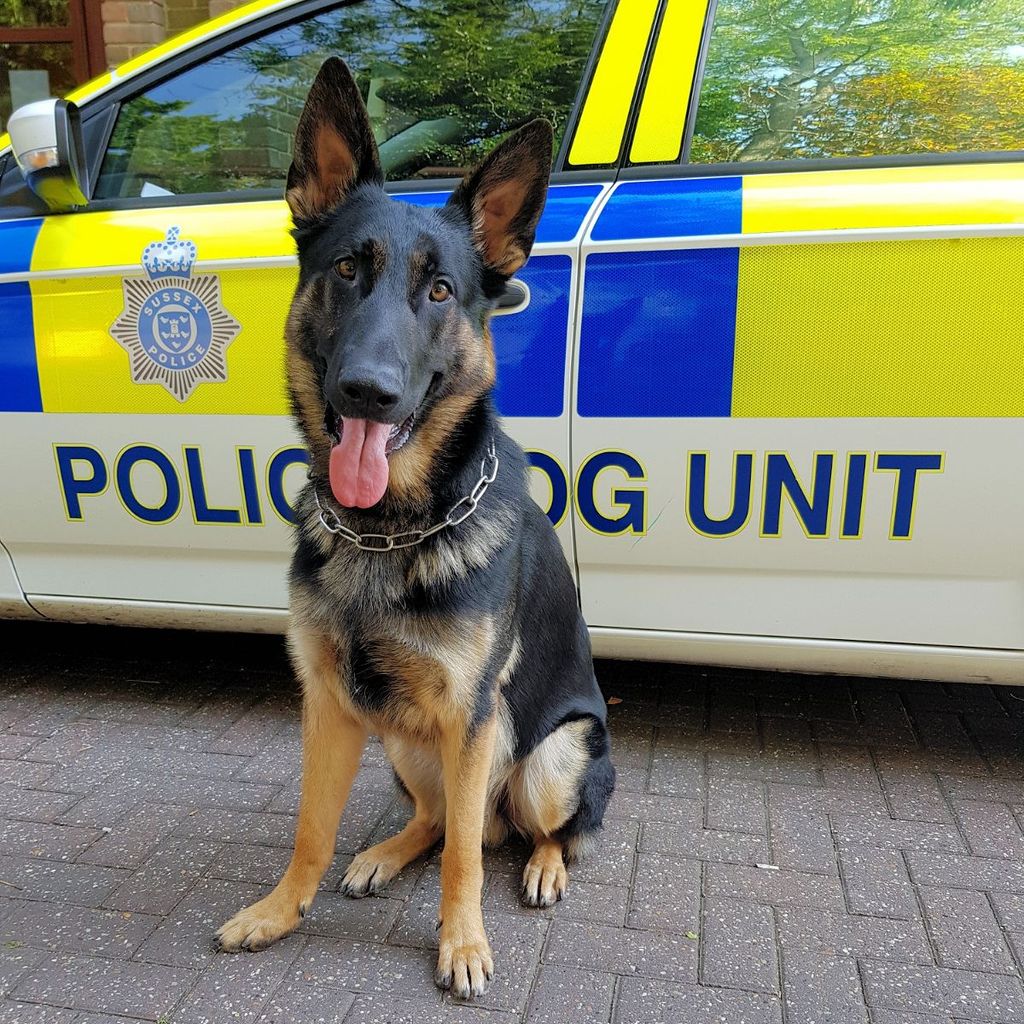 Newly trained police dog finds wanted man hiding in West Sussex garden ...