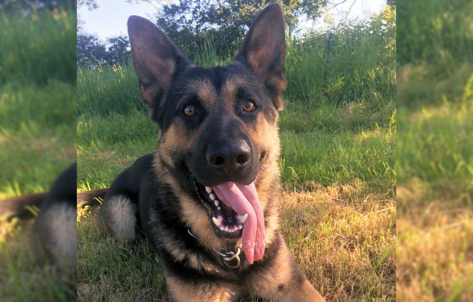 Praise for Sussex police dog who discovered vulnerable missing man ...