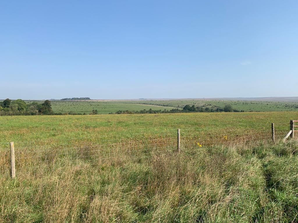 Fawn mauled by dog on Salisbury Plain
